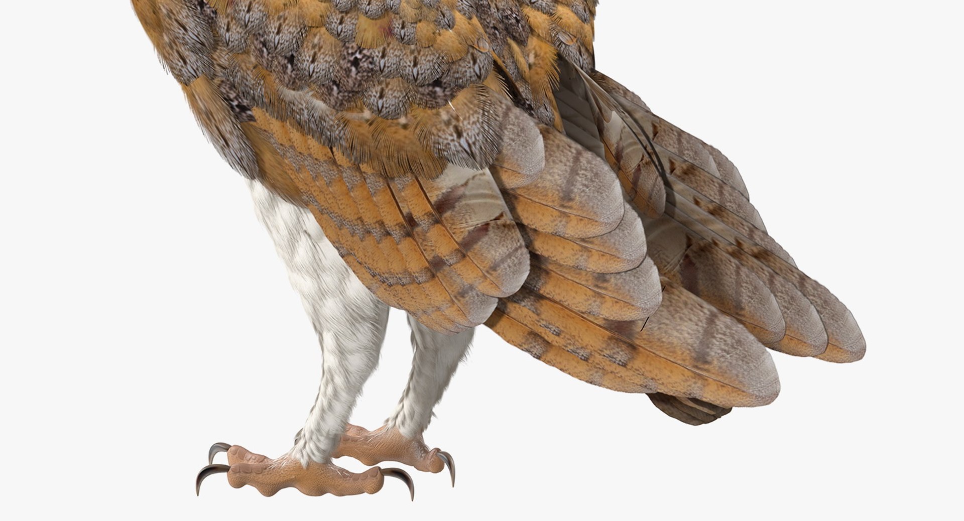 Barn Owl 3D Model - TurboSquid 1431960