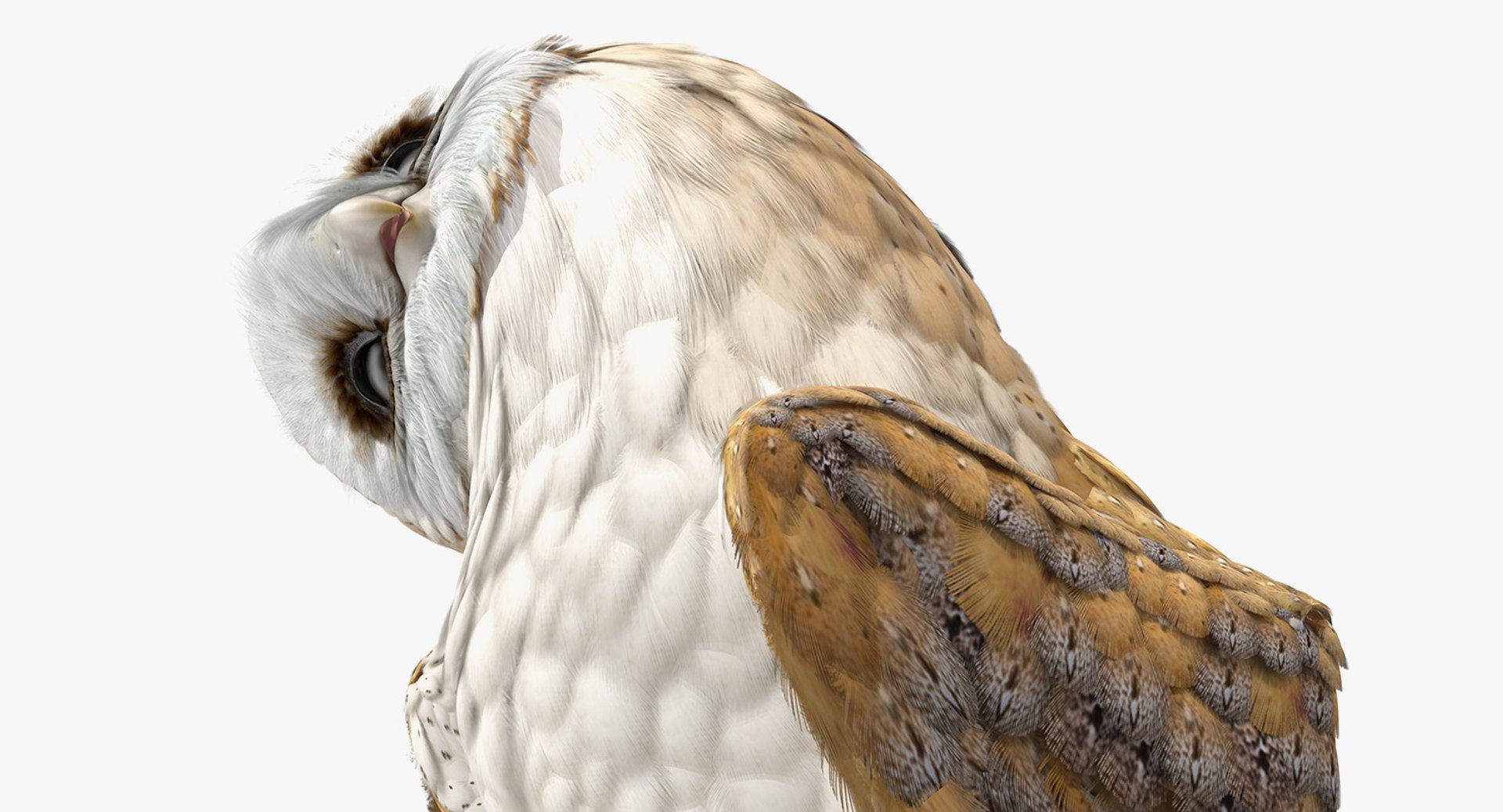 Barn Owl 3D Model - TurboSquid 1431960