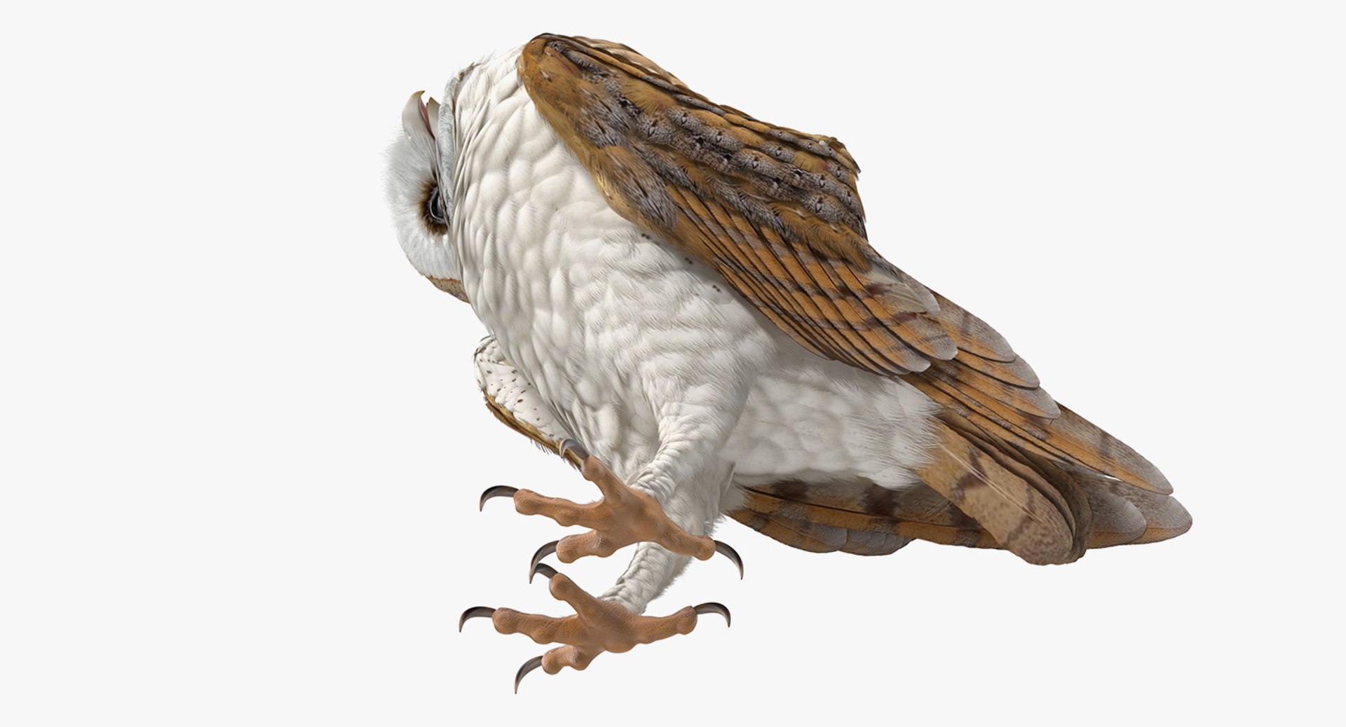 Barn Owl 3D Model - TurboSquid 1431960