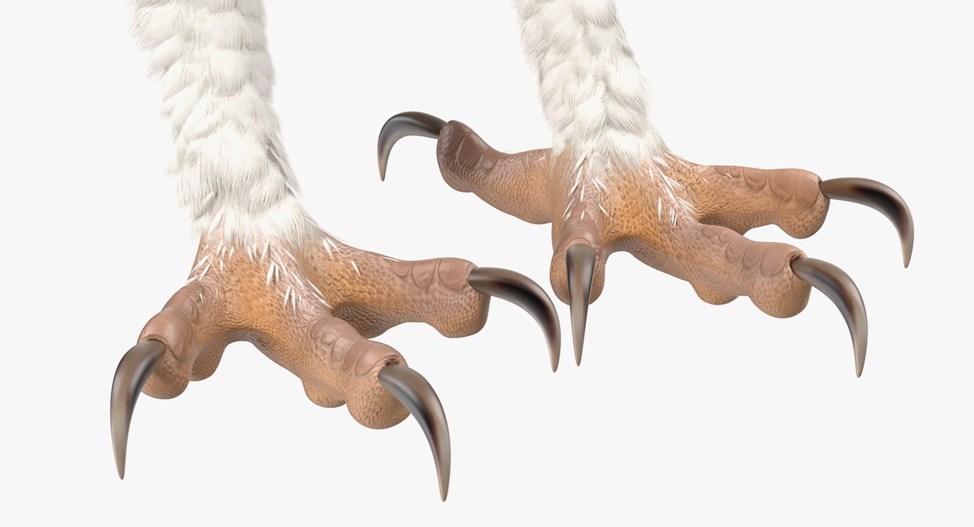 Barn owl 3D model - TurboSquid 1431960