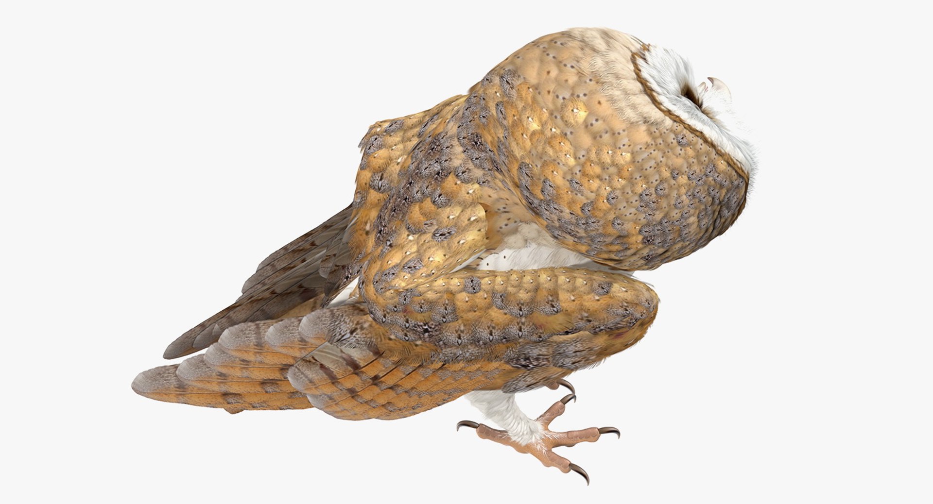 Barn Owl 3D Model - TurboSquid 1431960