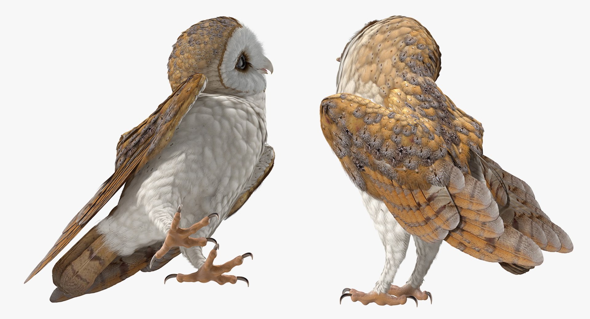 Barn Owl 3D Model - TurboSquid 1431960