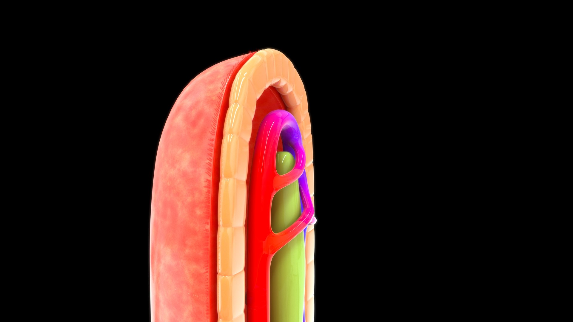 Villi Cross Section Model - TurboSquid 2189284