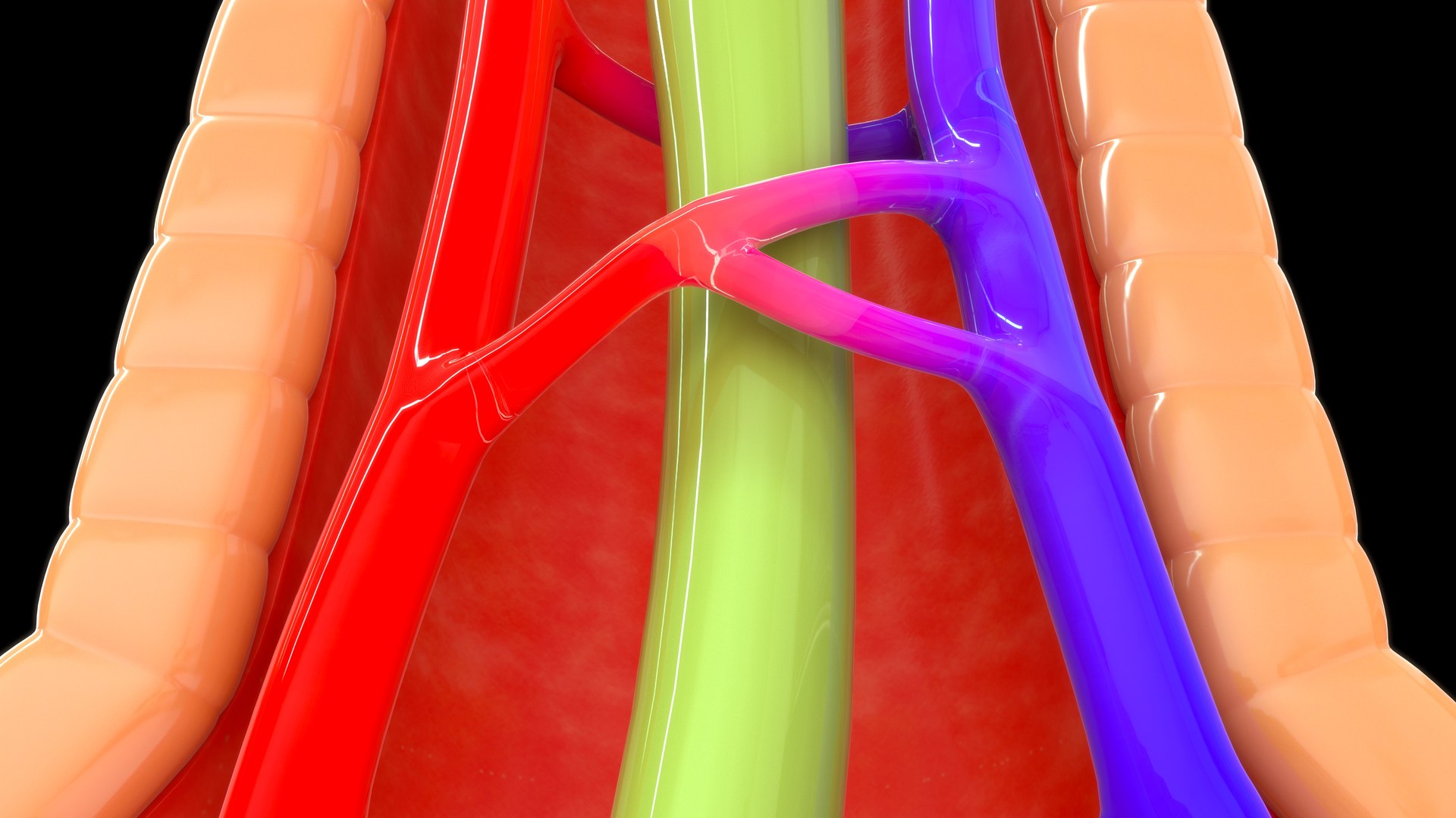 Villi Cross Section Model - TurboSquid 2189284