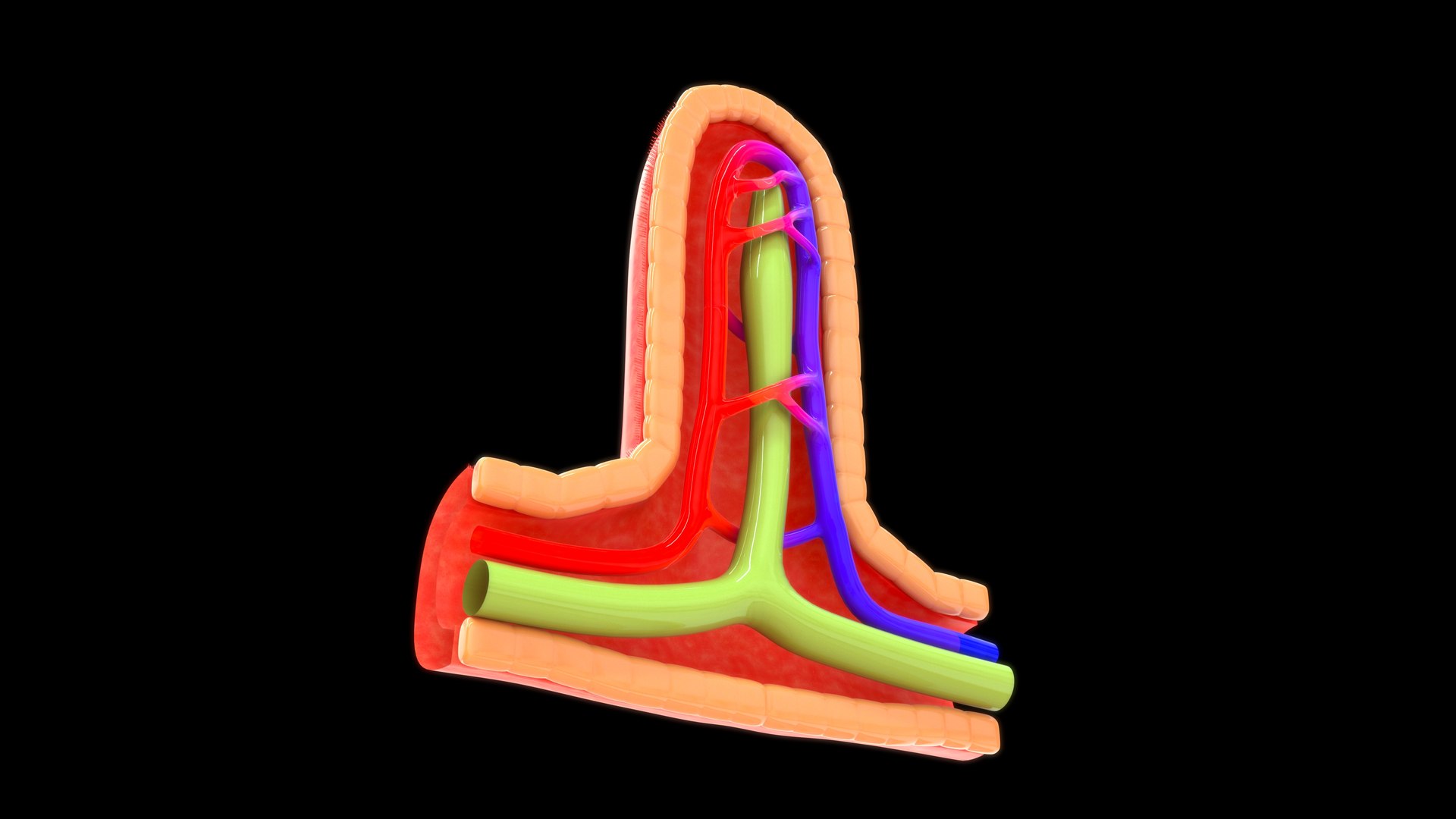Villi Cross Section Model - TurboSquid 2189284