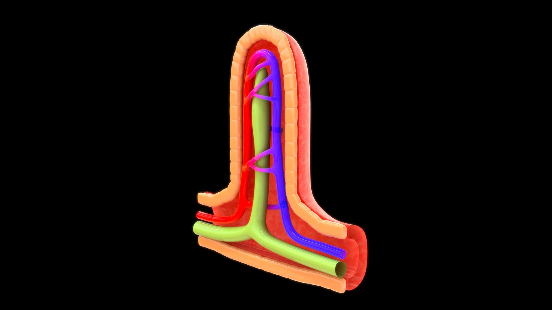 Villi Cross Section Model - TurboSquid 2189284