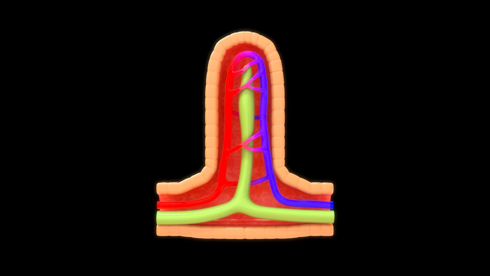 Villi Cross Section Model - TurboSquid 2189284