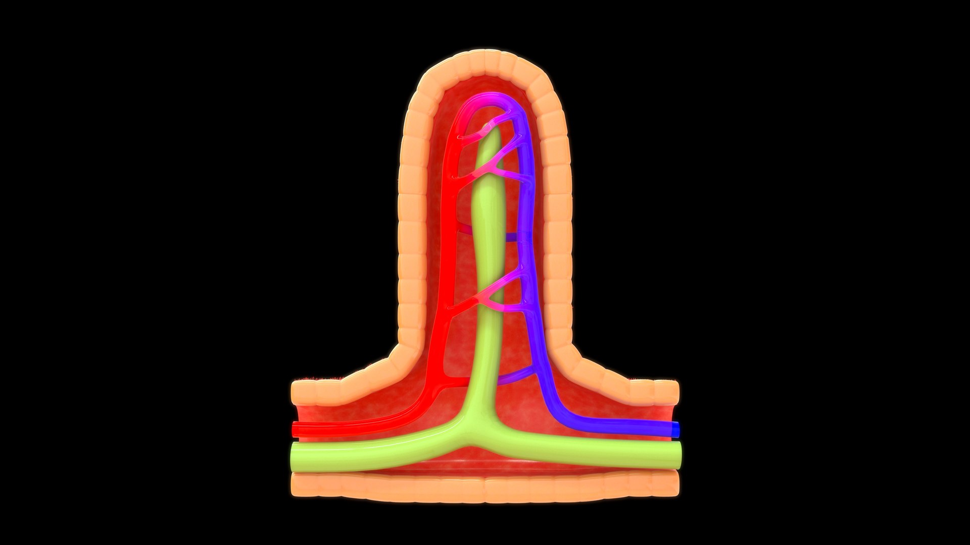 Villi Cross Section Model - TurboSquid 2189284
