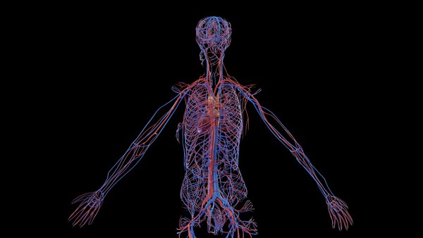 Human Complete Anatomy Asian Female model - TurboSquid 2025055