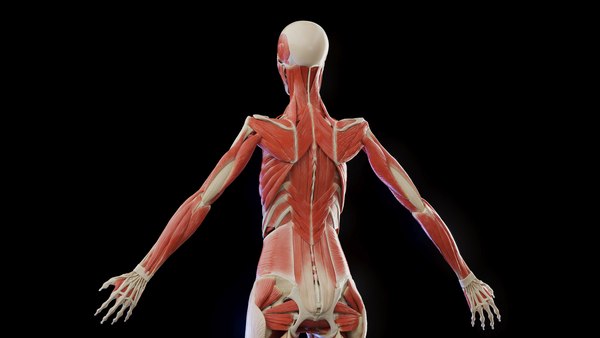 Human Complete Anatomy Asian Female model - TurboSquid 2025055