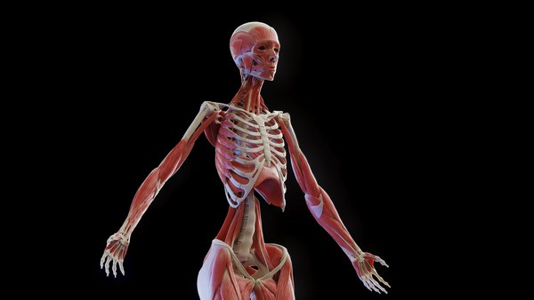 Human Complete Anatomy Asian Female model - TurboSquid 2025055
