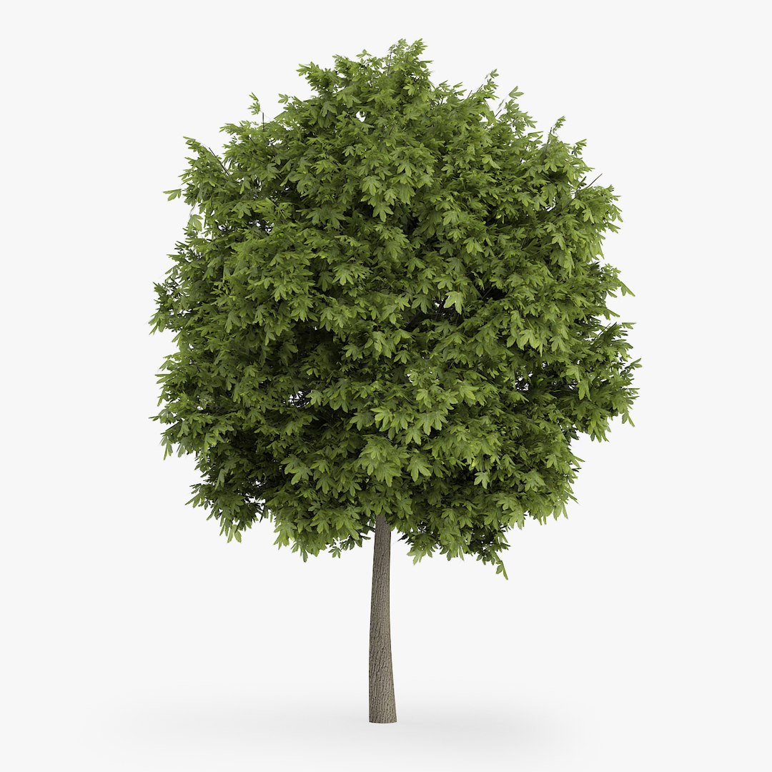 Greek Maple 4 5m Max