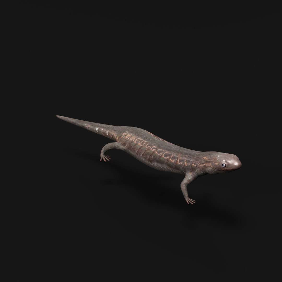3D Model Salamander - TurboSquid 2375143