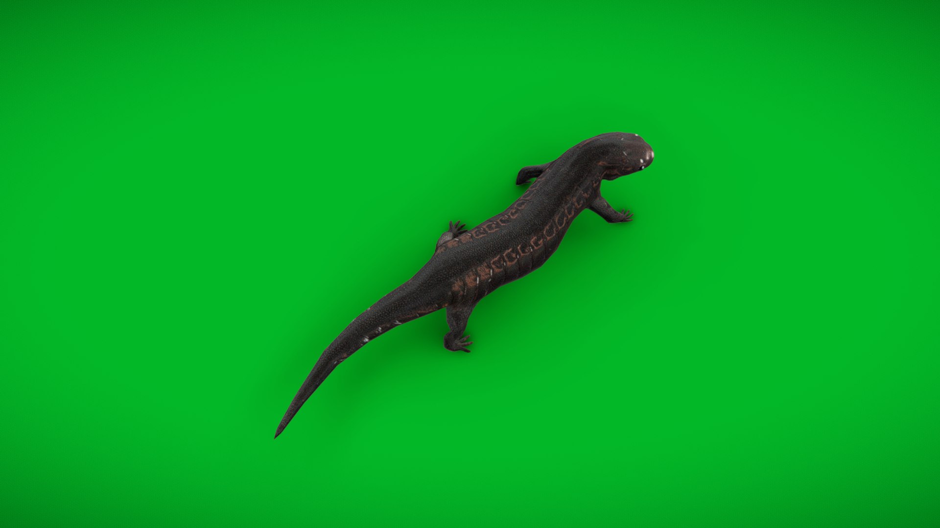 3D Model Salamander - TurboSquid 2375143