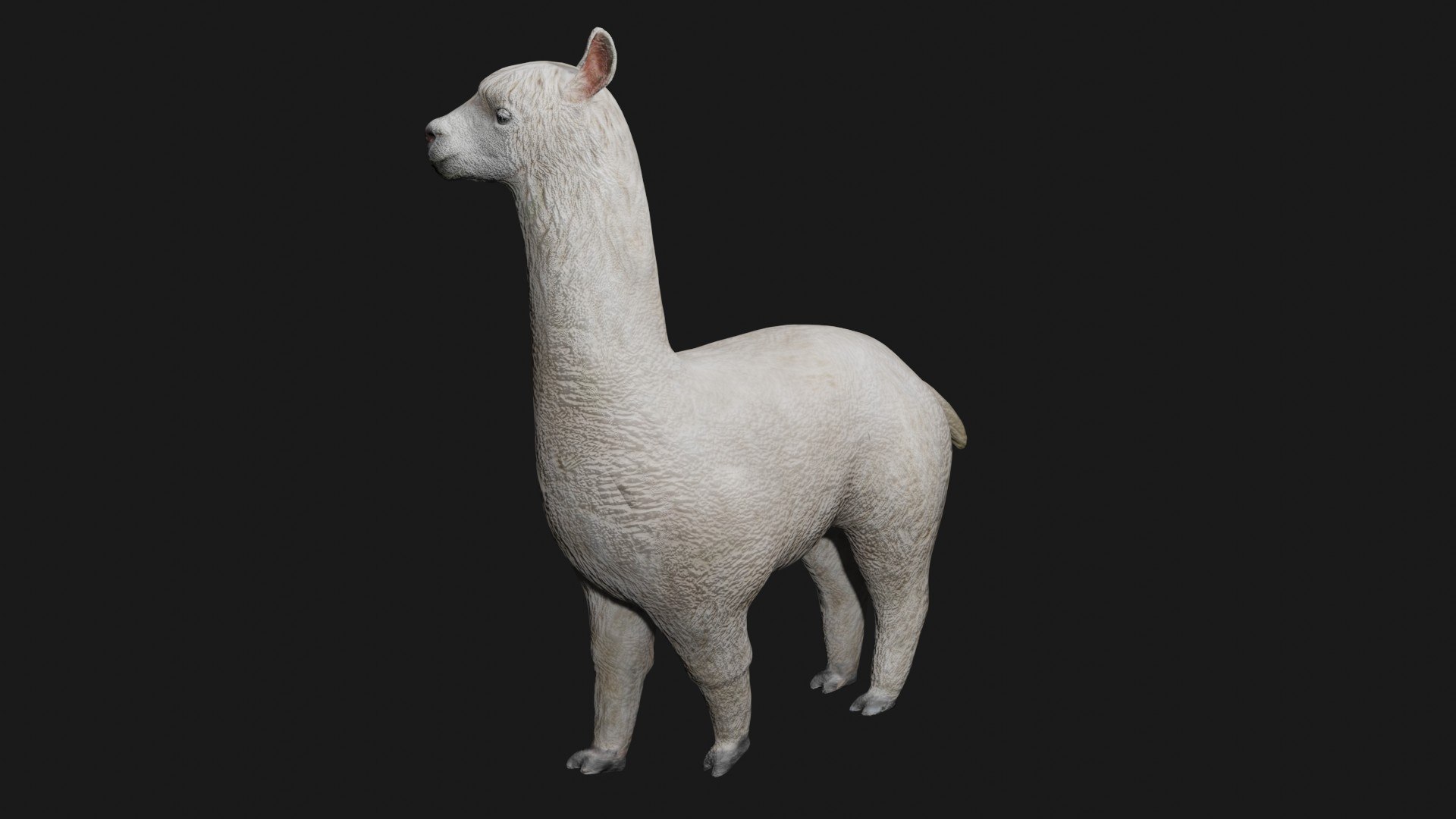 3D Alpaca Rigged - TurboSquid 1659088