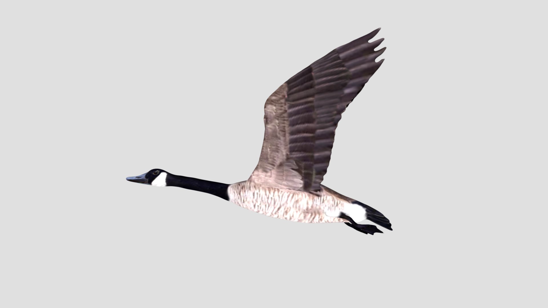 Rigged Low Poly Canadian Goose Model - TurboSquid 1762640