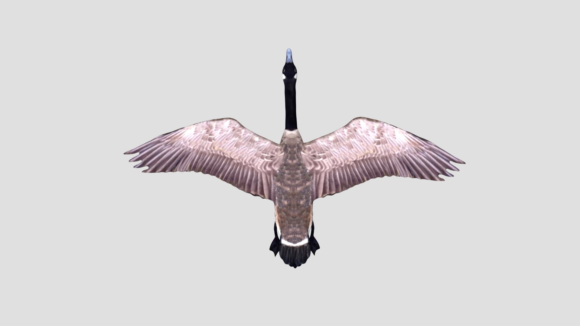 Rigged Low Poly Canadian Goose Model - TurboSquid 1762640