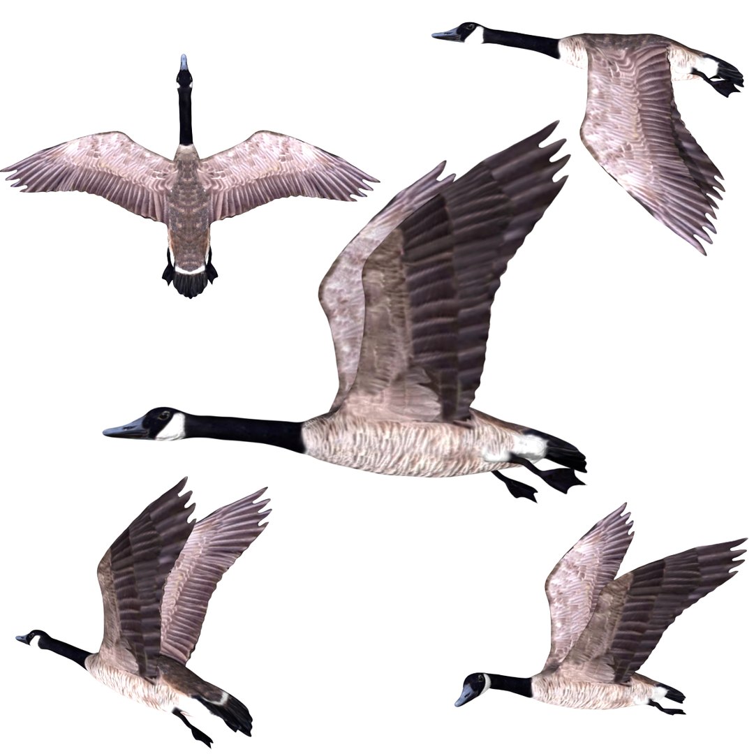 Rigged Low Poly Canadian Goose Model - TurboSquid 1762640