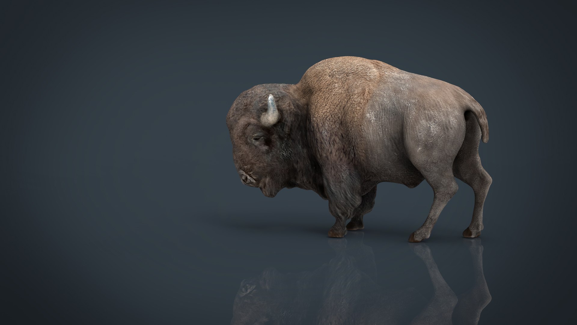 American Bison 3D Model - TurboSquid 1407362