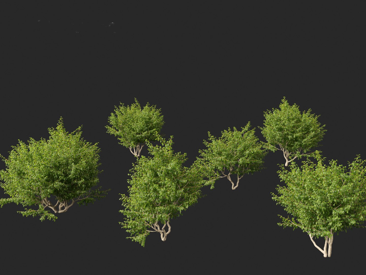 3D Cornus Mas - Cornelian Cherry 01 - TurboSquid 2153159