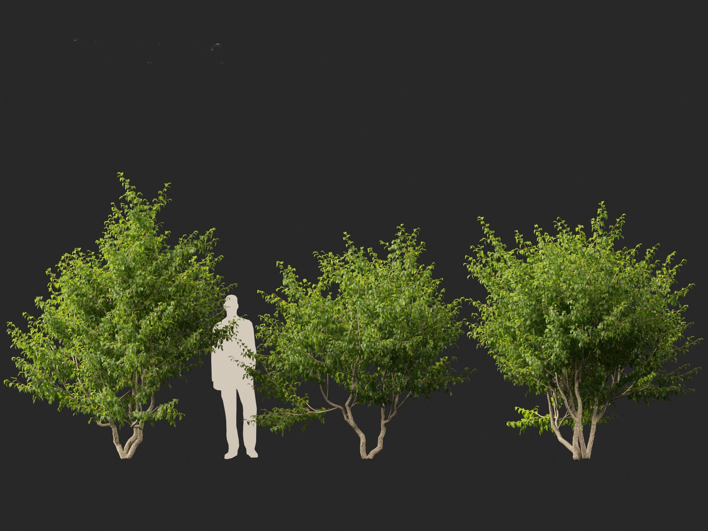 3D Cornus Mas - Cornelian Cherry 01 - TurboSquid 2153159