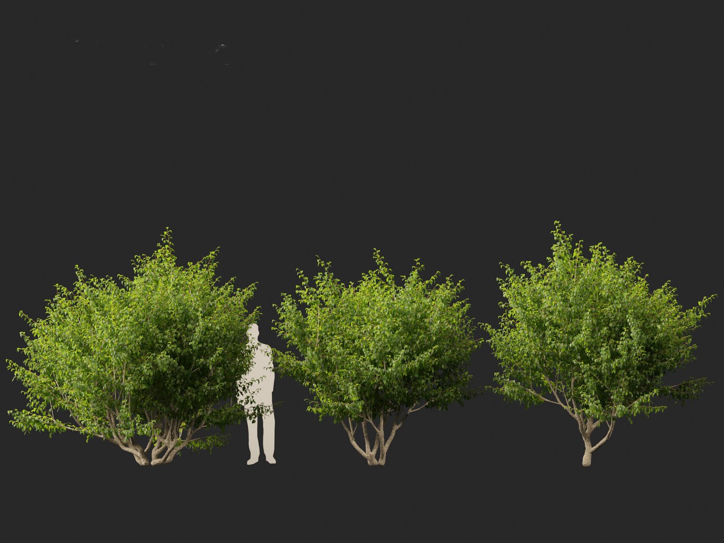 3D Cornus Mas - Cornelian Cherry 01 - TurboSquid 2153159