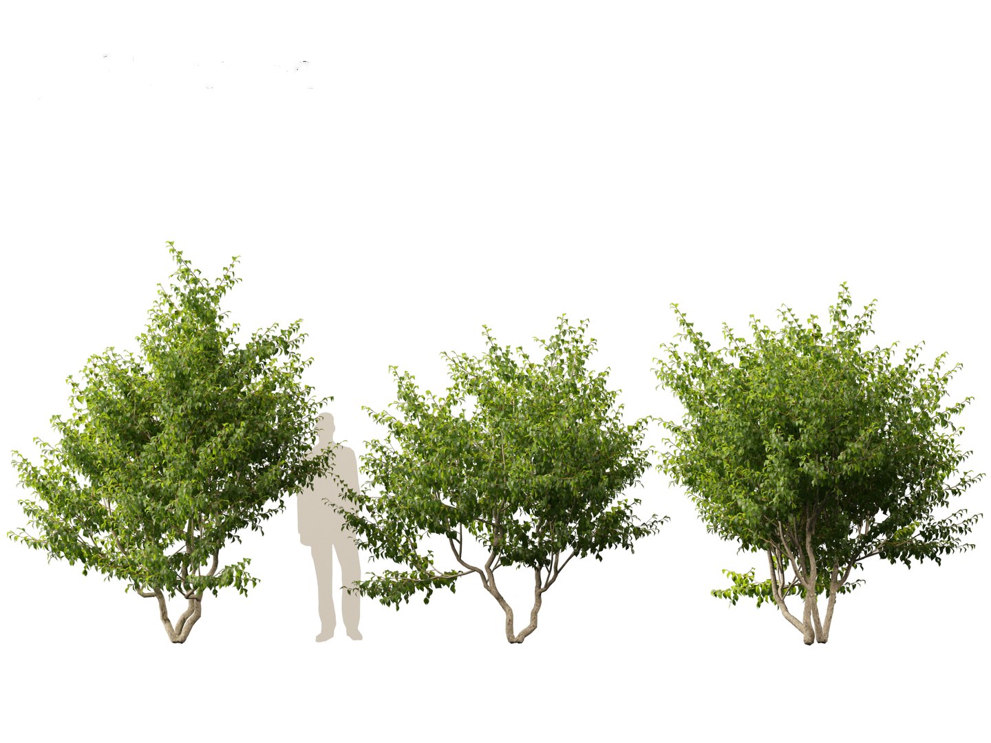 3D Cornus Mas - Cornelian Cherry 01 - TurboSquid 2153159