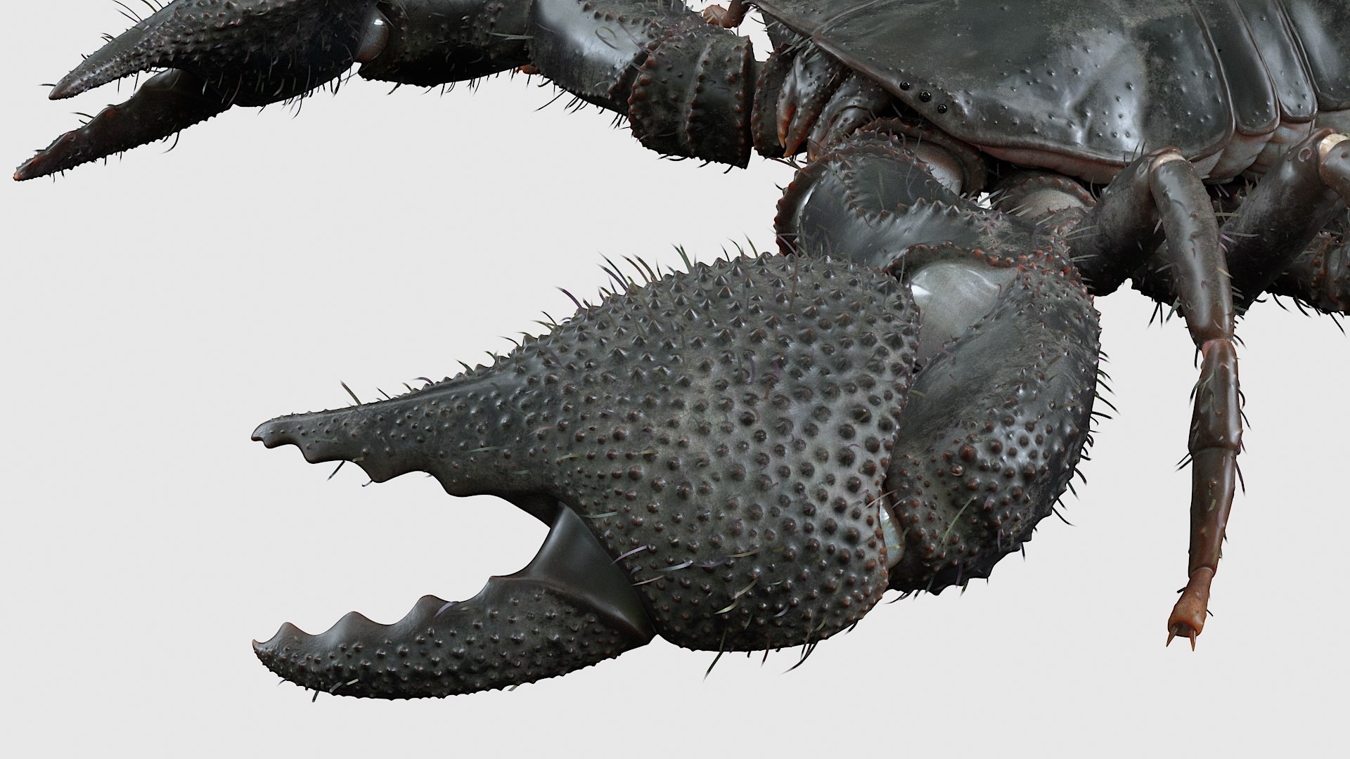 3D Black Emperor Scorpion With Fur - TurboSquid 2188853