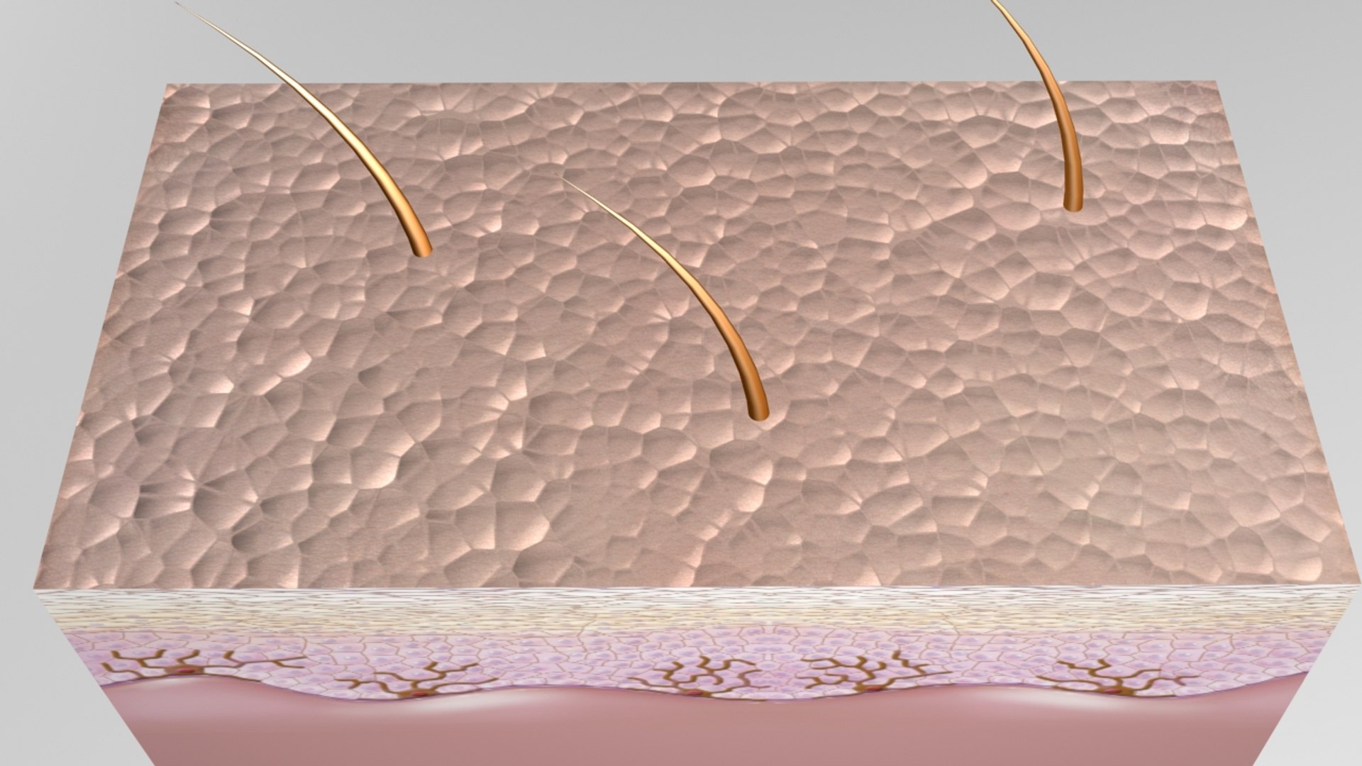 3D Epidermis Layers Skin Model - TurboSquid 1222353