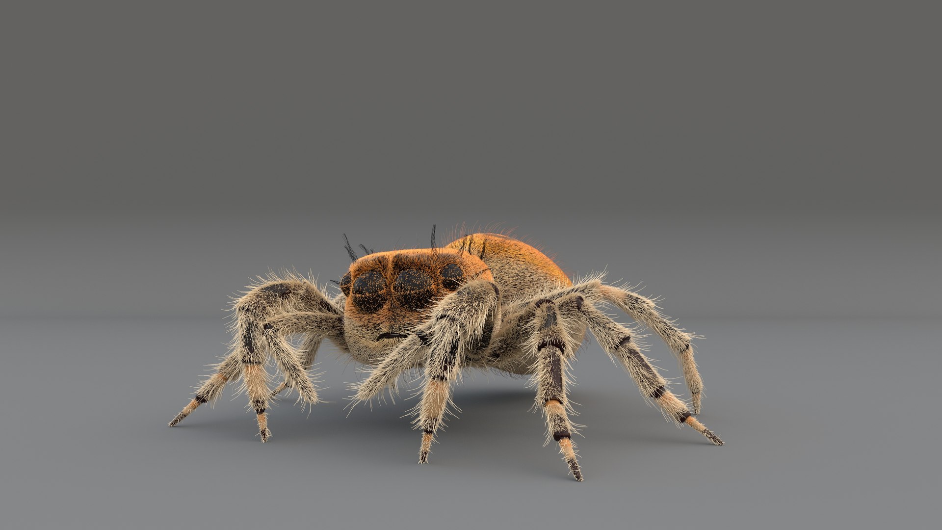 3D Spider FUR ANIMATED Model - TurboSquid 1962179