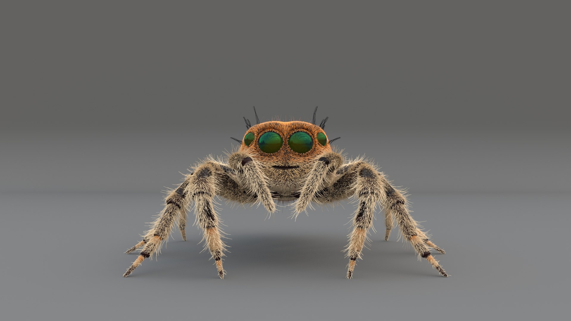 3D Spider FUR ANIMATED Model - TurboSquid 1962179