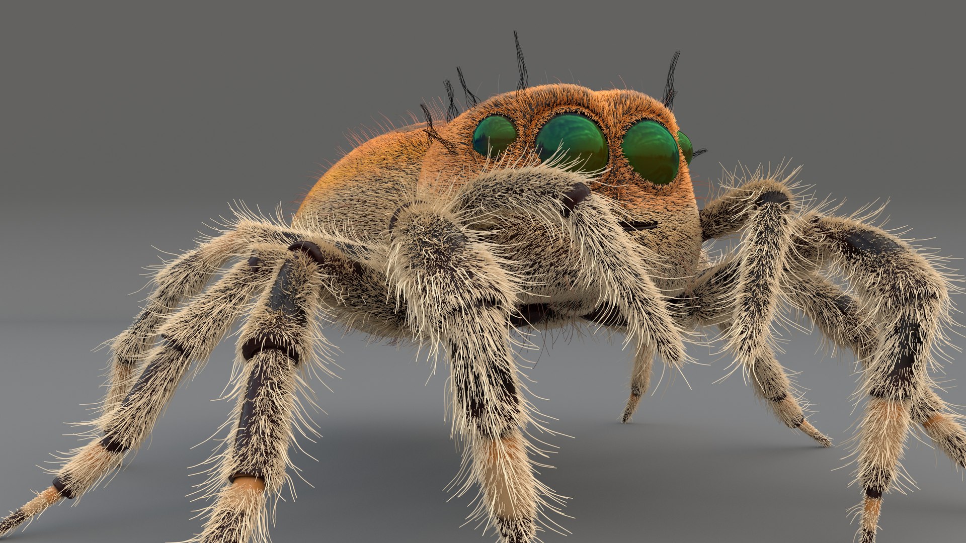 3D Spider FUR ANIMATED Model - TurboSquid 1962179