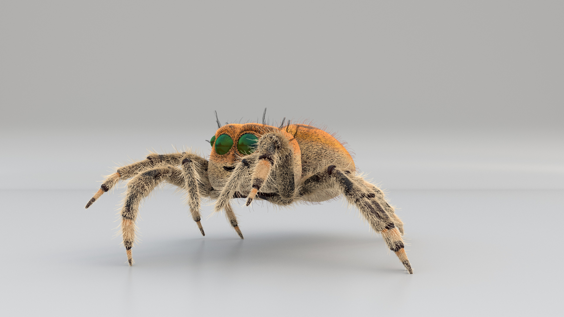 3D Spider FUR ANIMATED Model - TurboSquid 1962179