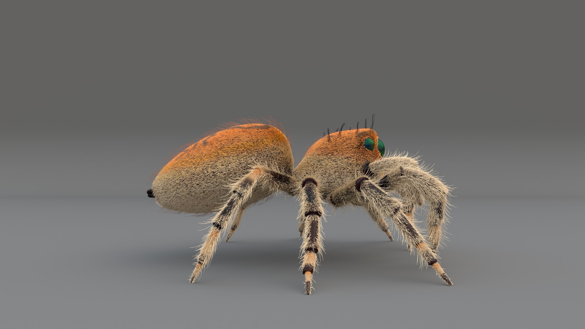 3D Spider FUR ANIMATED Model - TurboSquid 1962179