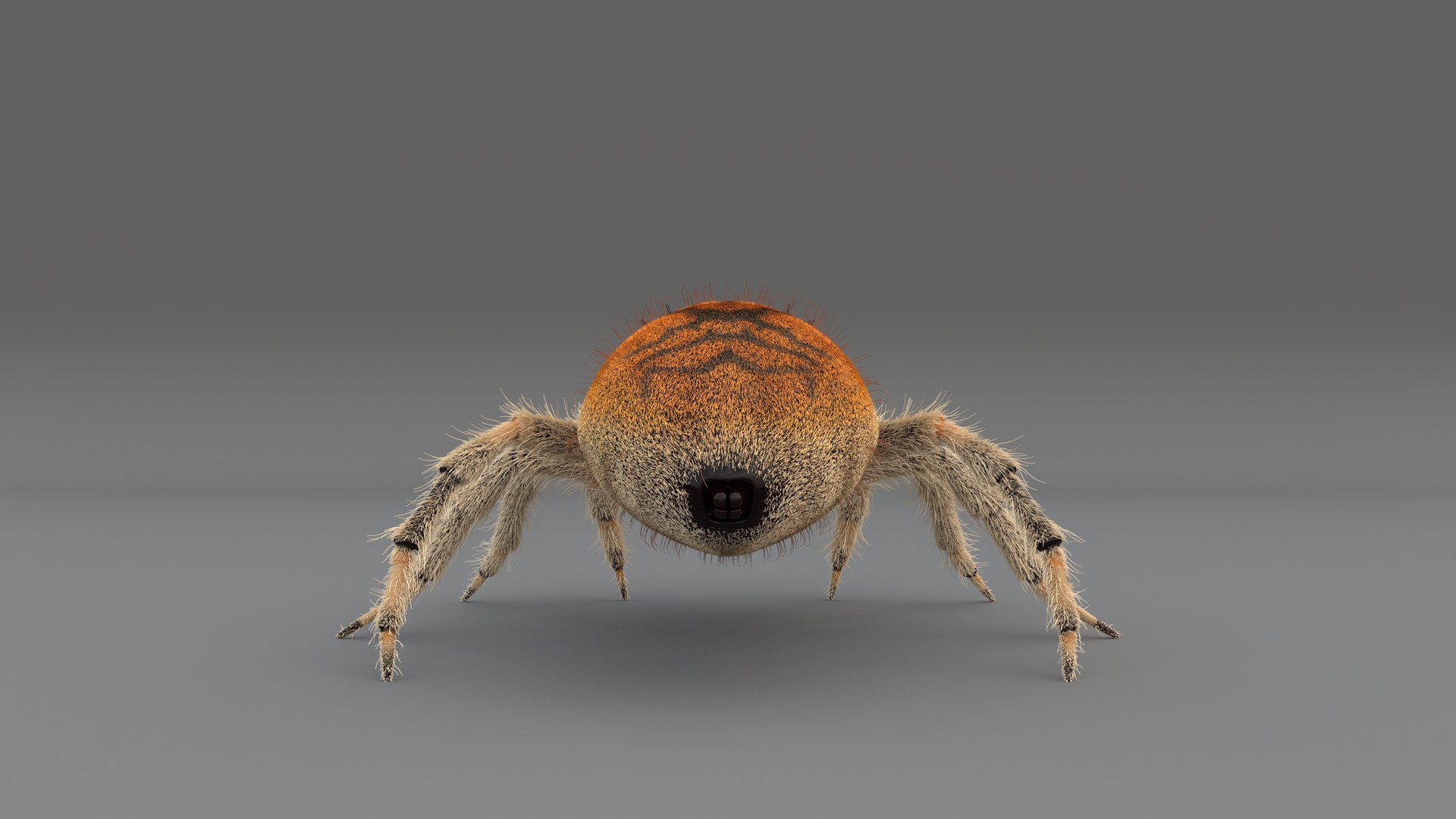 3D Spider FUR ANIMATED Model - TurboSquid 1962179