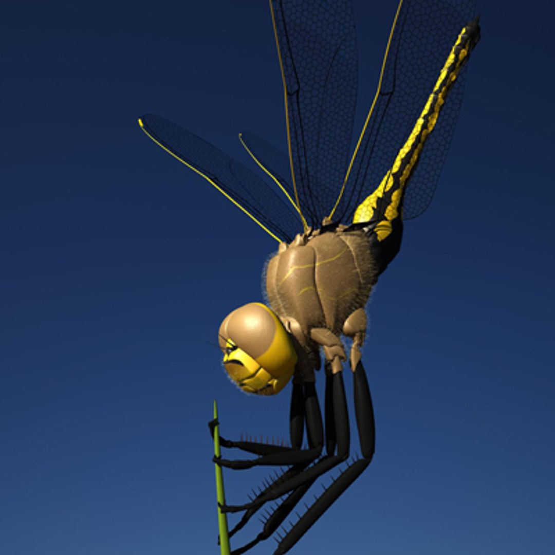 3d Dragonfly Fly
