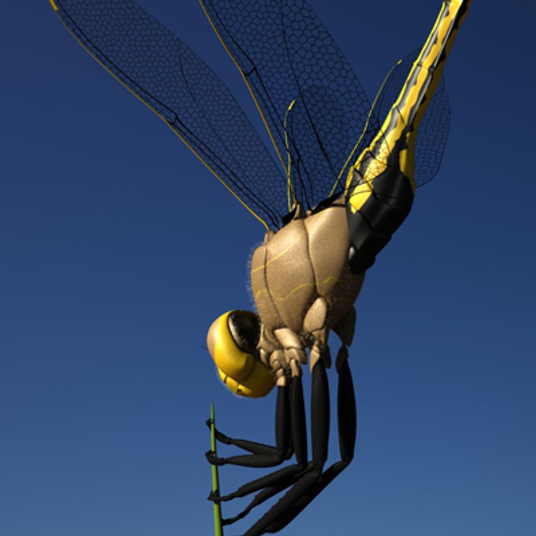 3d Dragonfly Fly