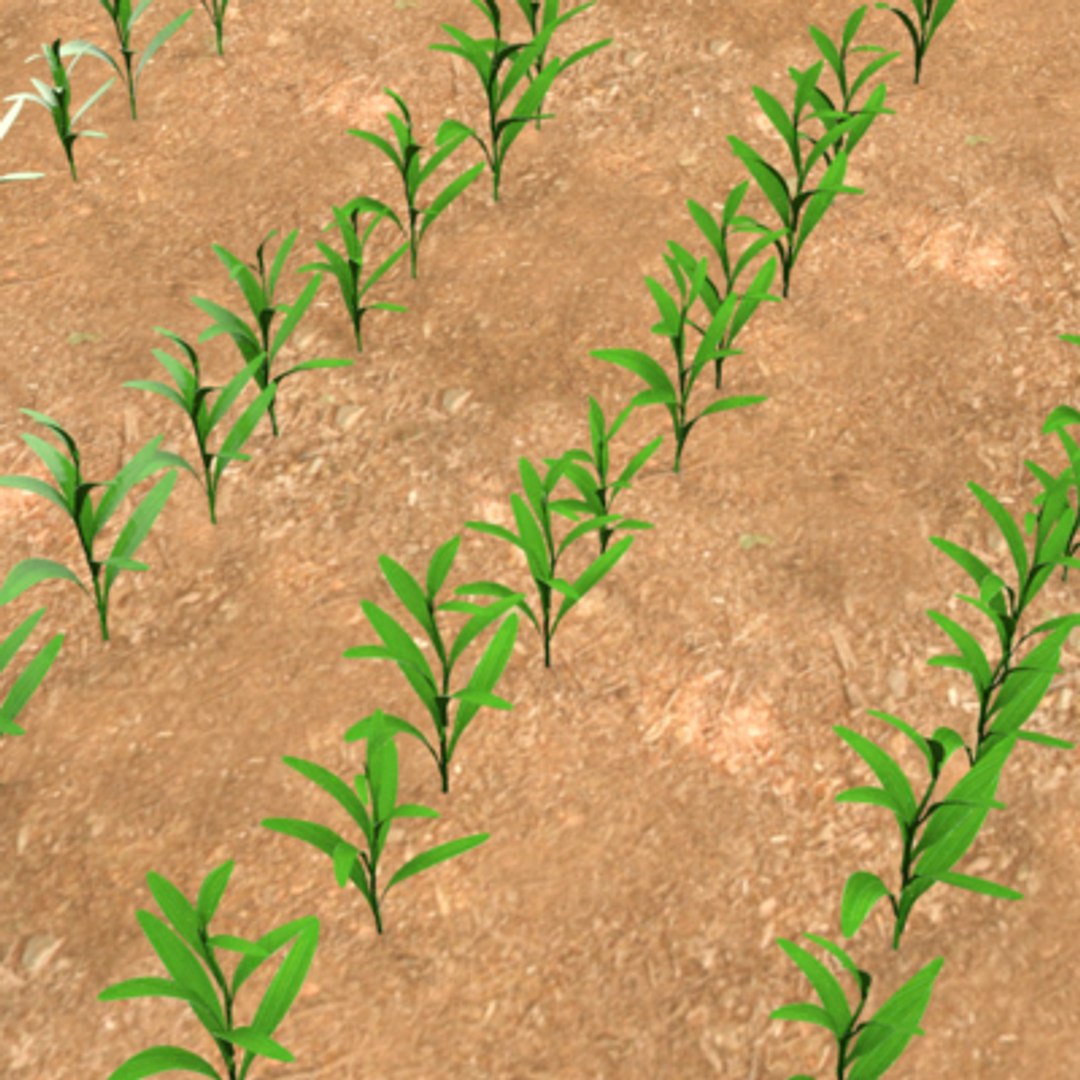 corn field 3d model