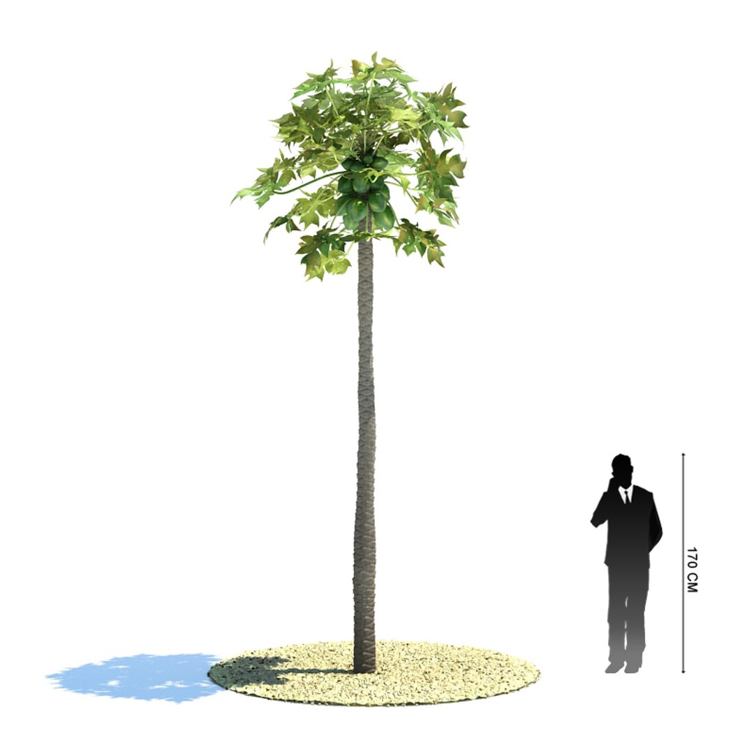 Exotic Tree Carica Papaya 3d Model
