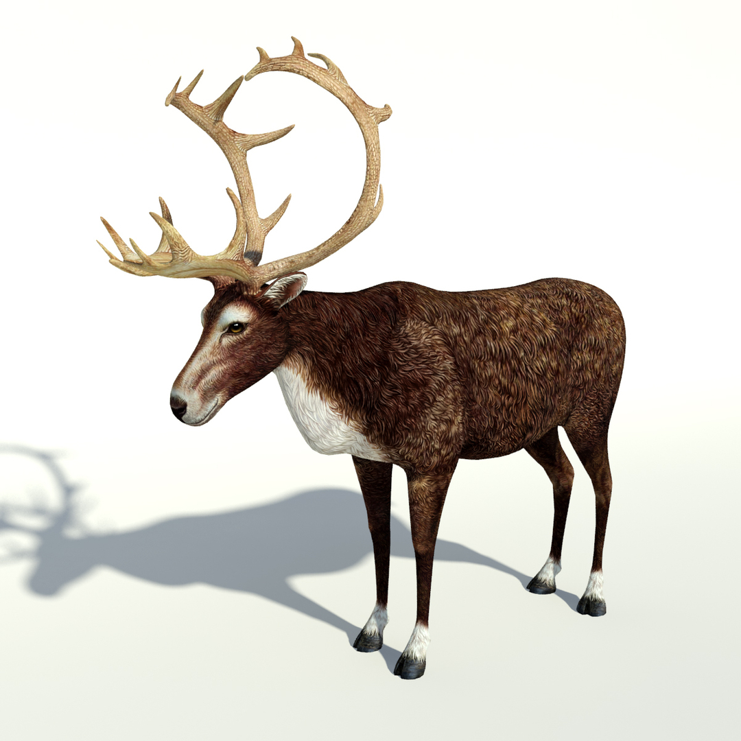 reindeer deer 3d max