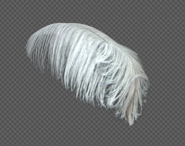 3D model feather - TurboSquid 1298668