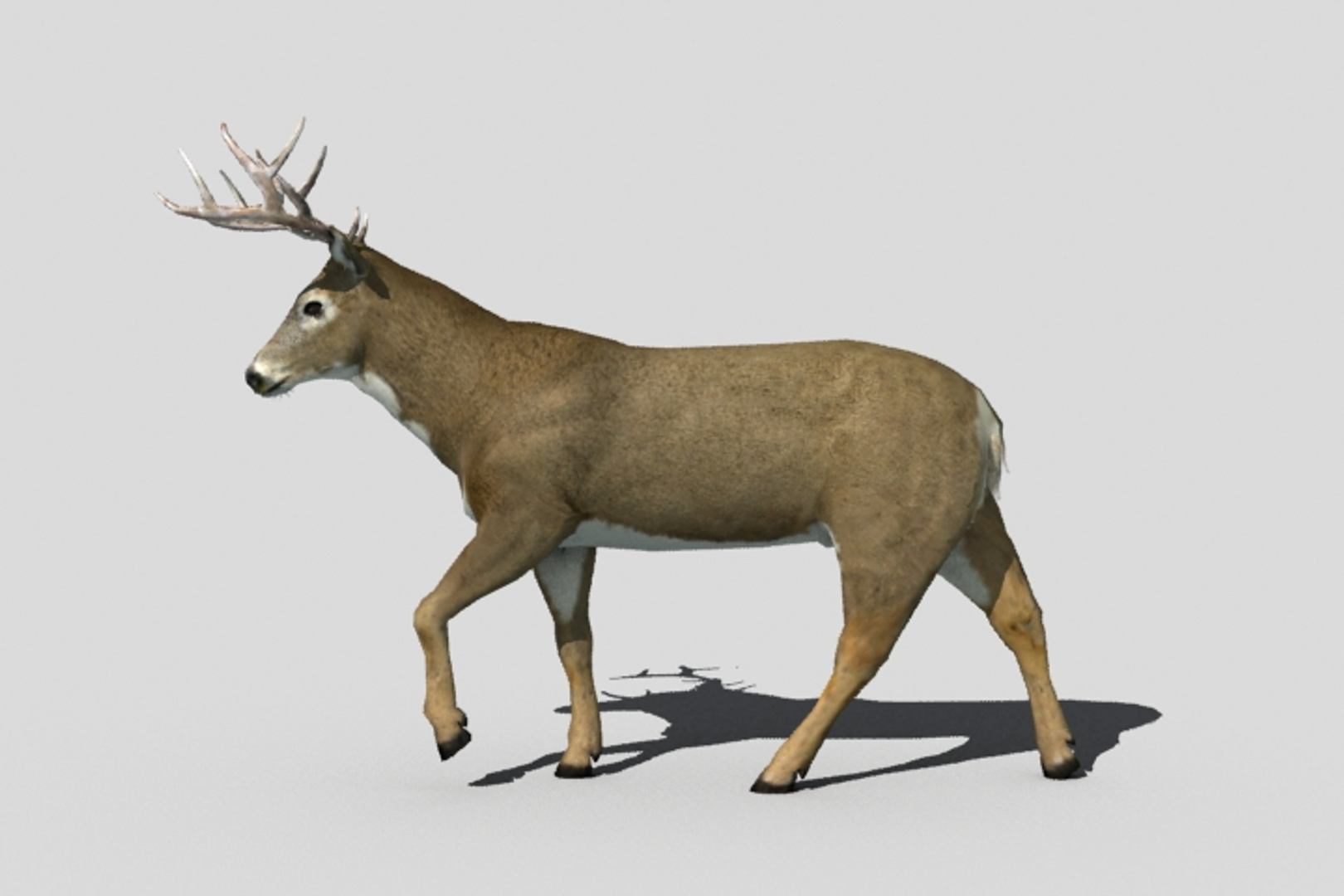 Fbx Deer Animations