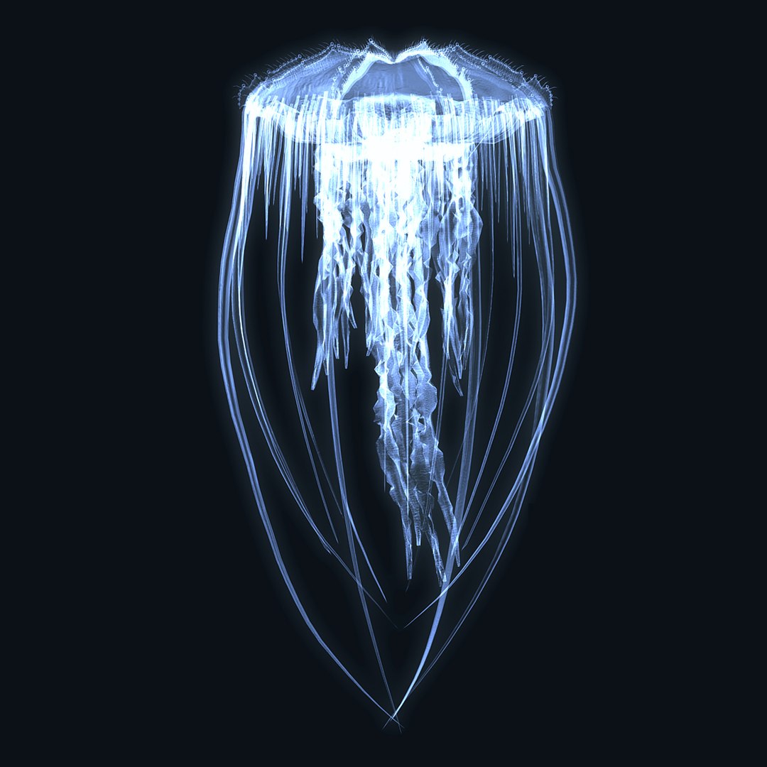 Animated Jellyfish 3D Model - TurboSquid 2152689