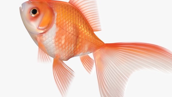 Fishbowl Glass Goldfish Veiltail Fish Collection 8K 3D - TurboSquid 1863489