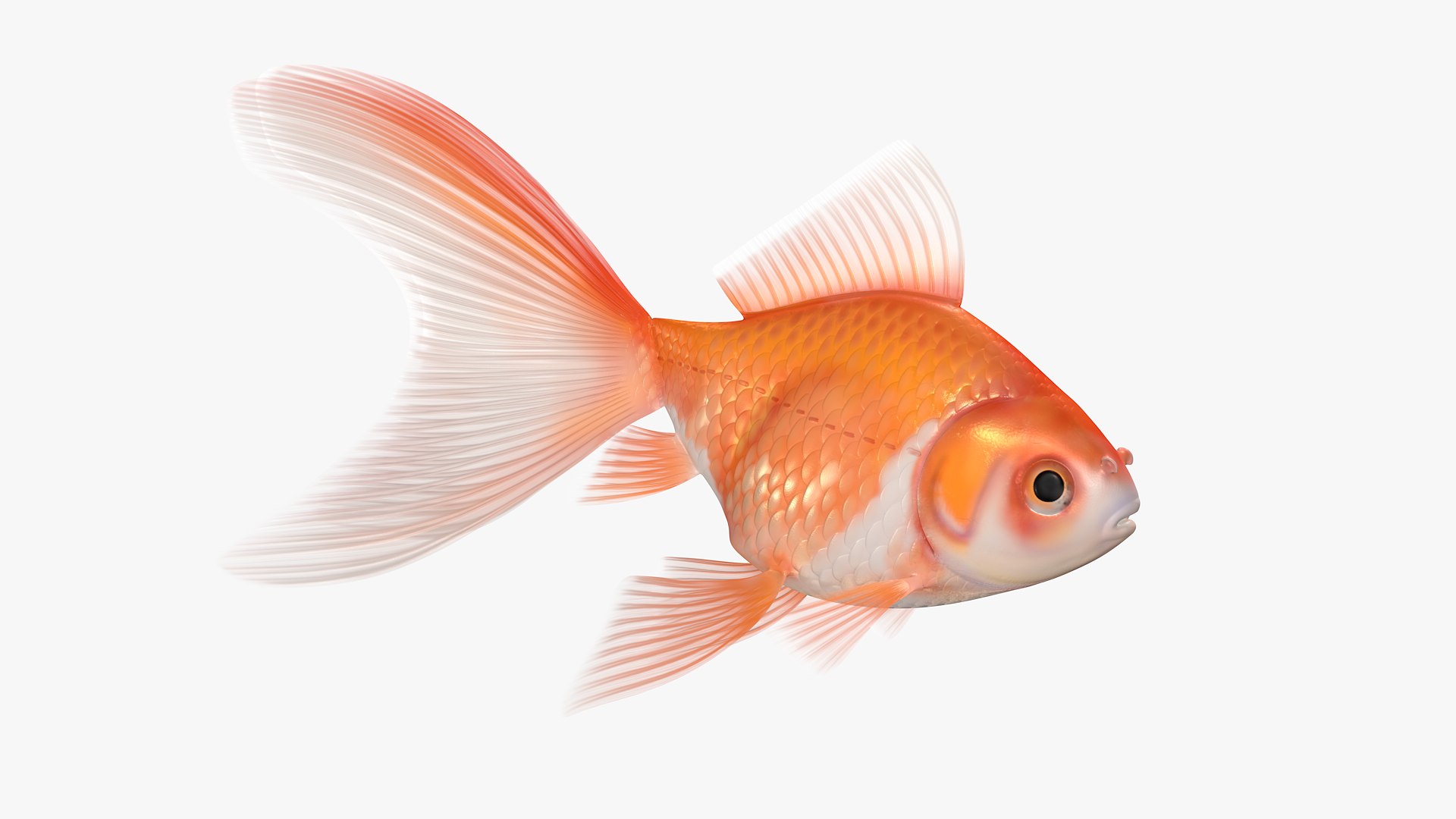 Fishbowl Glass Goldfish Veiltail Fish Collection 8K 3D - TurboSquid 1863489