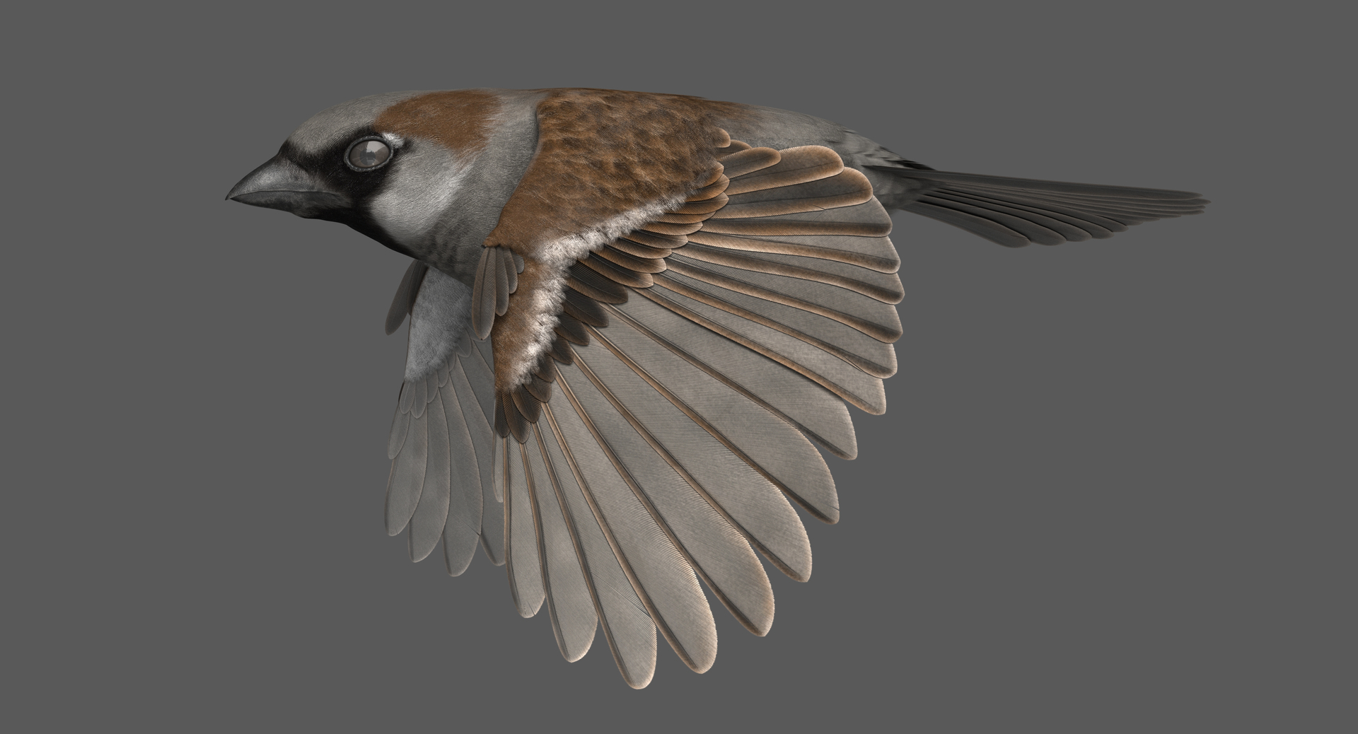 3D house sparrow animation model - TurboSquid 1386251