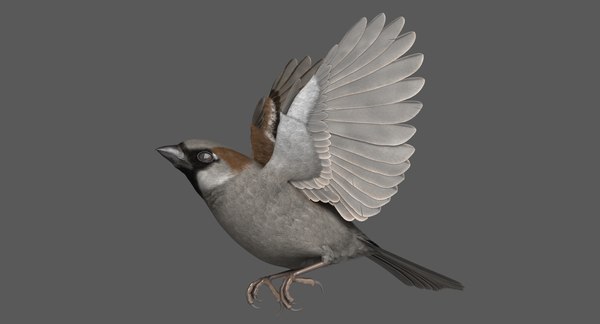 3D house sparrow animation model - TurboSquid 1386251