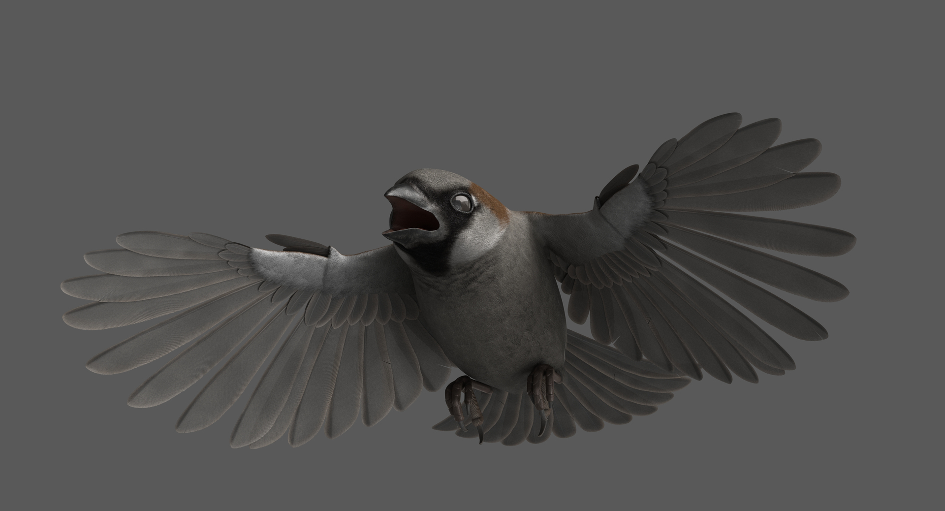 3D house sparrow animation model - TurboSquid 1386251