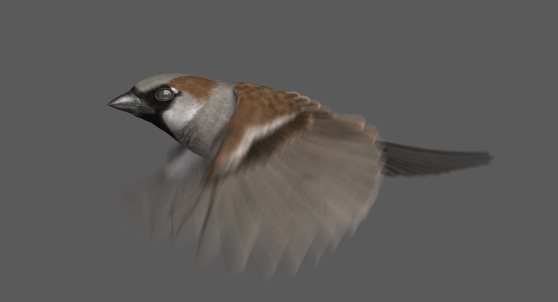 3D House Sparrow Animation Model - TurboSquid 1386251