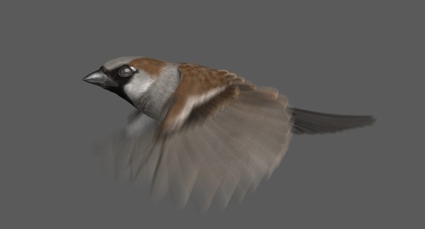 3D house sparrow animation model - TurboSquid 1386251